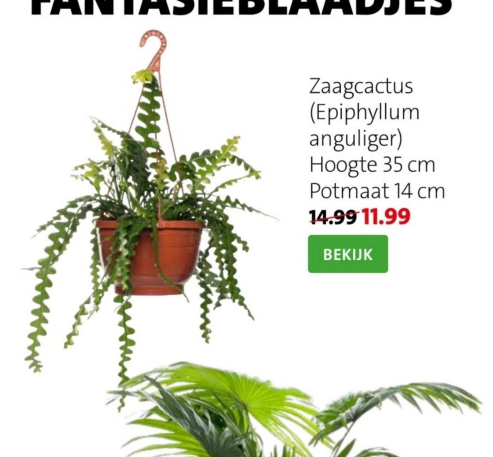 Zaagcactus (Epiphyllum anguliger) aanbieding bij Intratuin