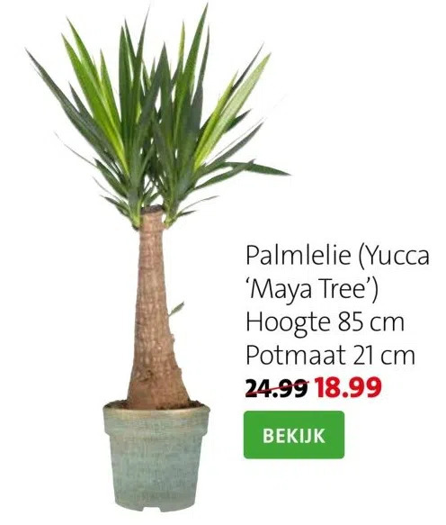Palmlelie (yucca maya tree') aanbieding bij Intratuin