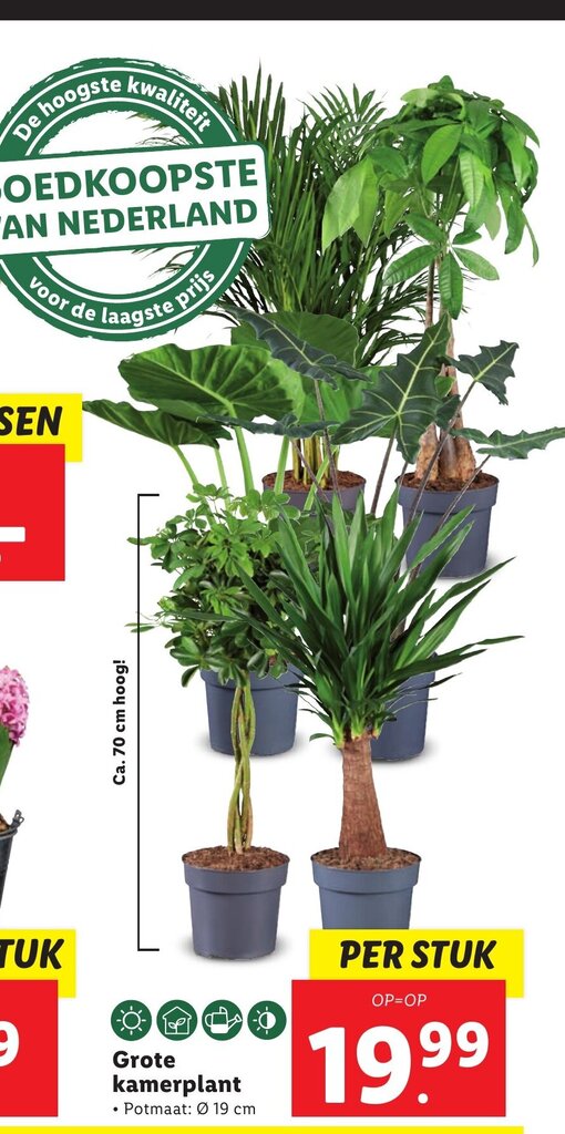 Grote kamerplant potmaat: 19 cm aanbieding bij Lidl