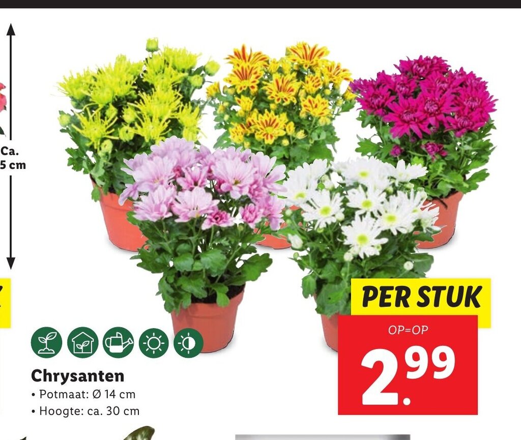 Chrysanten per stuk aanbieding bij Lidl