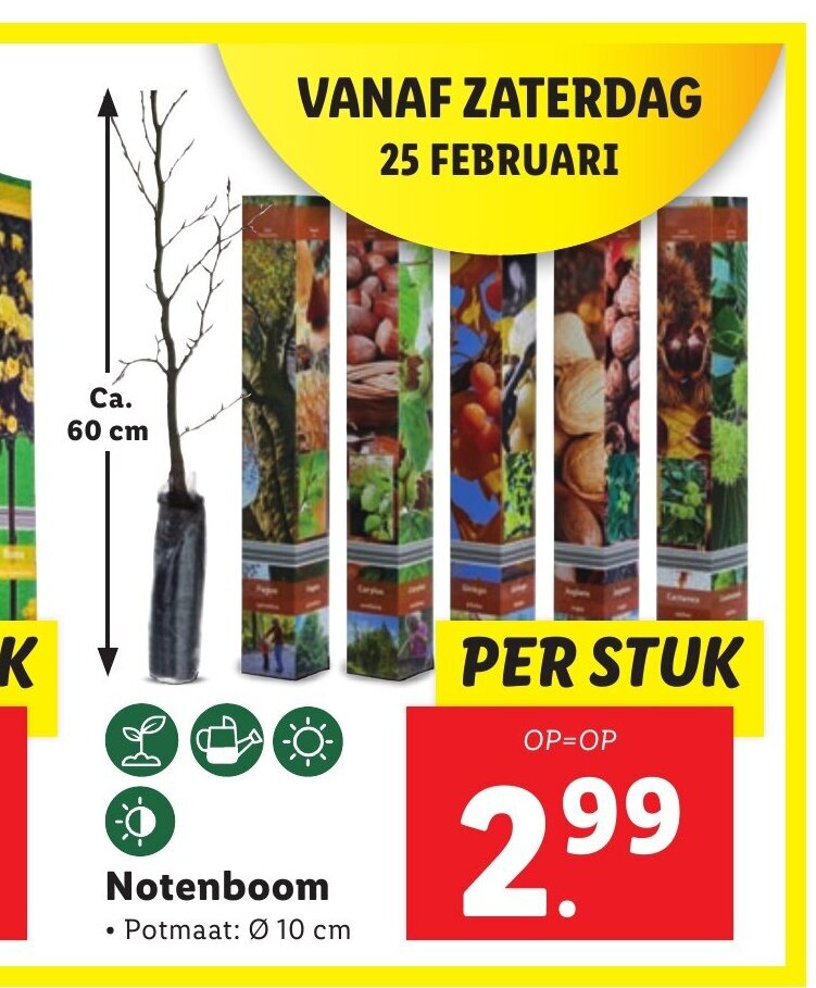Notenboom 10 cm aanbieding bij Lidl