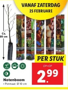 Notenboom aanbieding bij Lidl