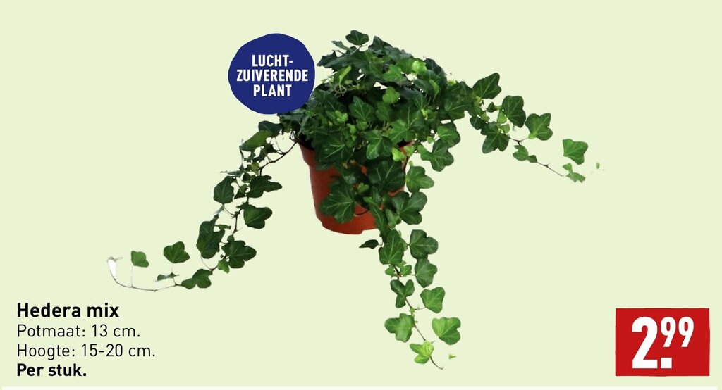 Hedera mix aanbieding bij ALDI