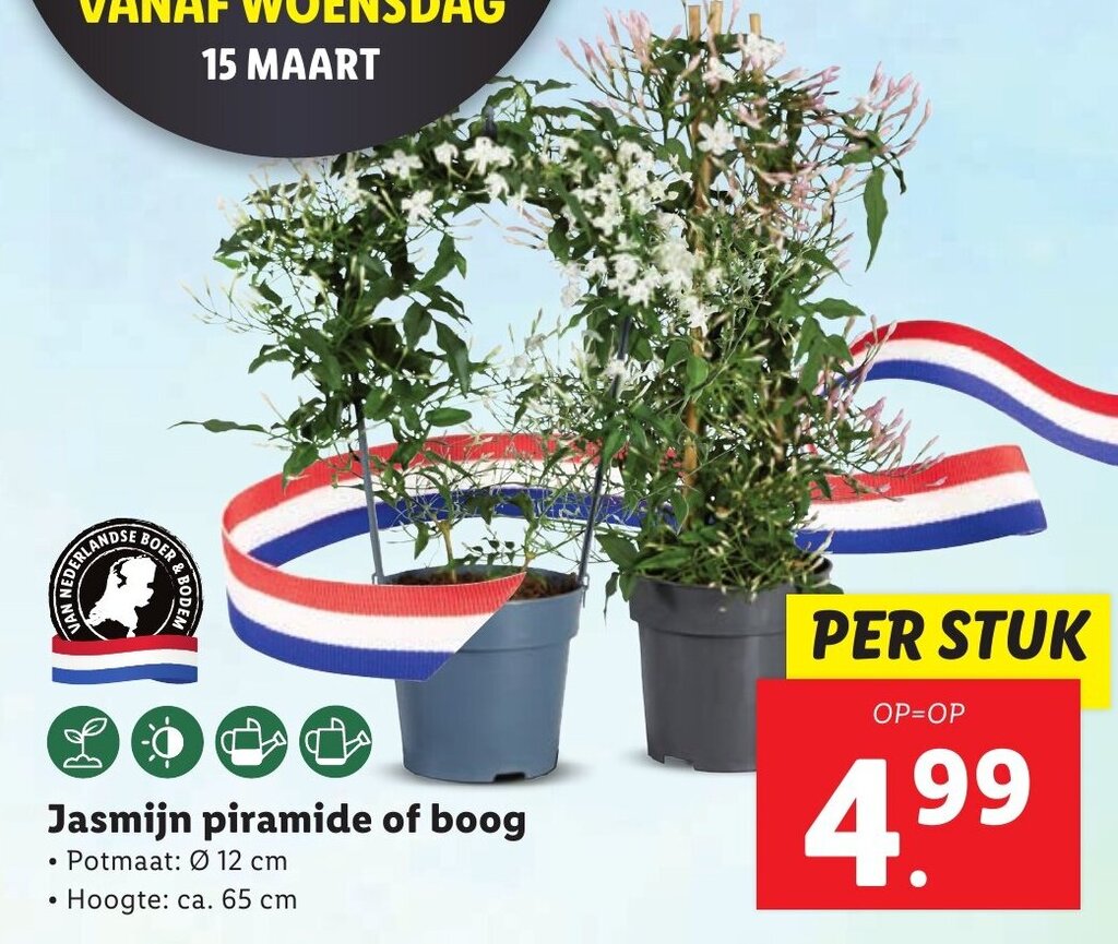 Jasmijn piramide of boog aanbieding bij Lidl