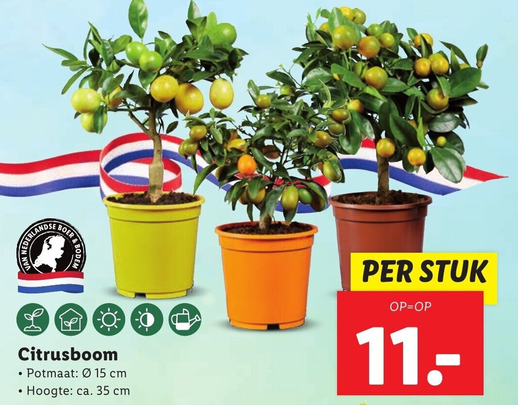 Citrusboom aanbieding bij Lidl