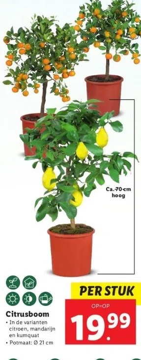 Citrusboom aanbieding bij Lidl