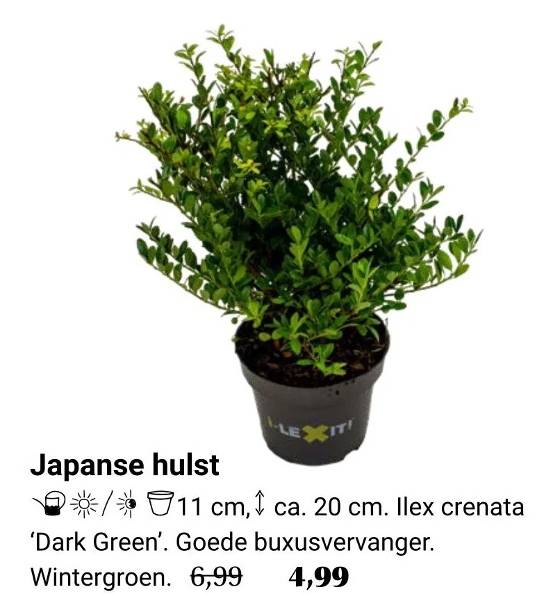 Japanse hulst aanbieding bij Tuincentrum Osdorp