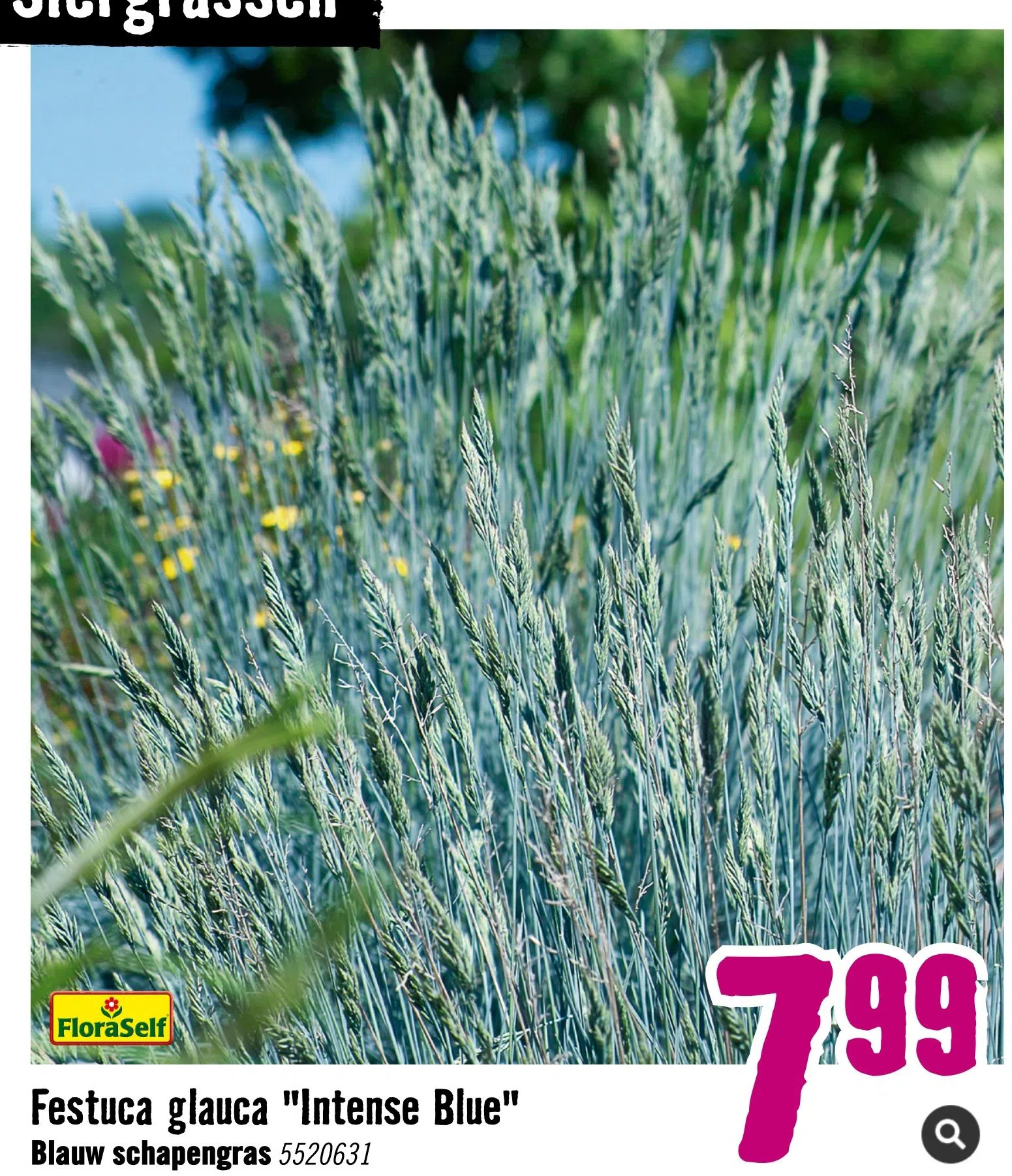 Festuca glauca "intense blue" aanbieding bij Hornbach