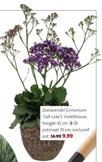 Zeelavendel (limonium 'salt lake'). violetblauw, hoogte 45 cm * potmaat ...