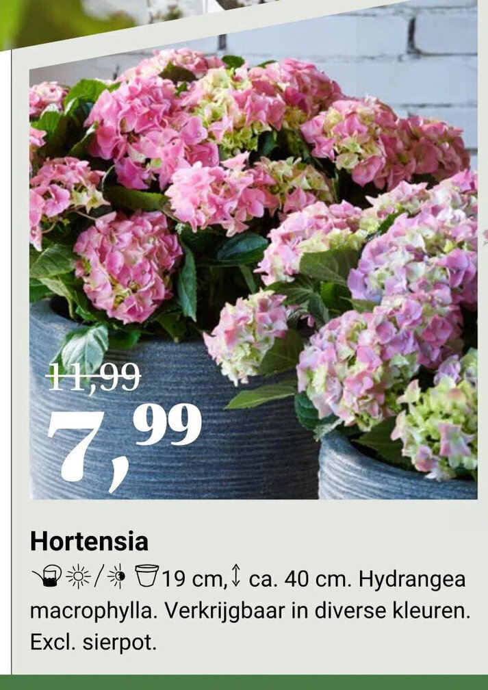 Hortensia aanbieding bij Tuincentrum Osdorp