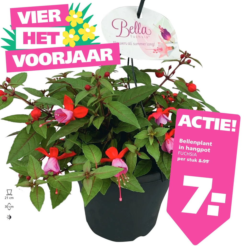 Bellenplant in hangpot aanbieding bij Ranzijn