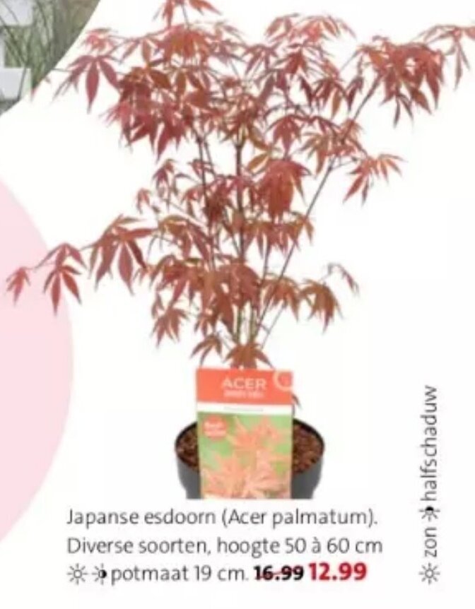 Japanese esdoorn (acer palmatum) aanbieding bij Intratuin
