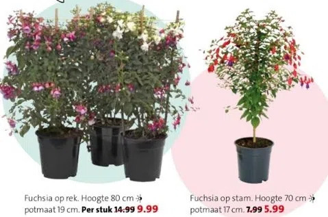 Fuchsia op rek. hoogte 80 cm >> potmaat 19 cm. per stuk 14.99 9.99 aanbieding bij Intratuin