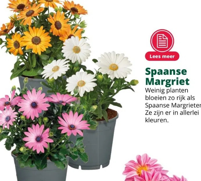 Spaanse margriet weinig planten bloeien zo rijk als spaanse margrieten ...