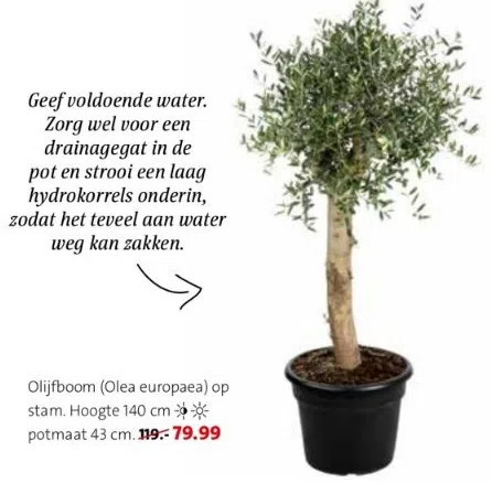 Olijfboom (olea europaea) op stam. hoogte 140 cm potmaat 43 cm. aanbieding bij Intratuin