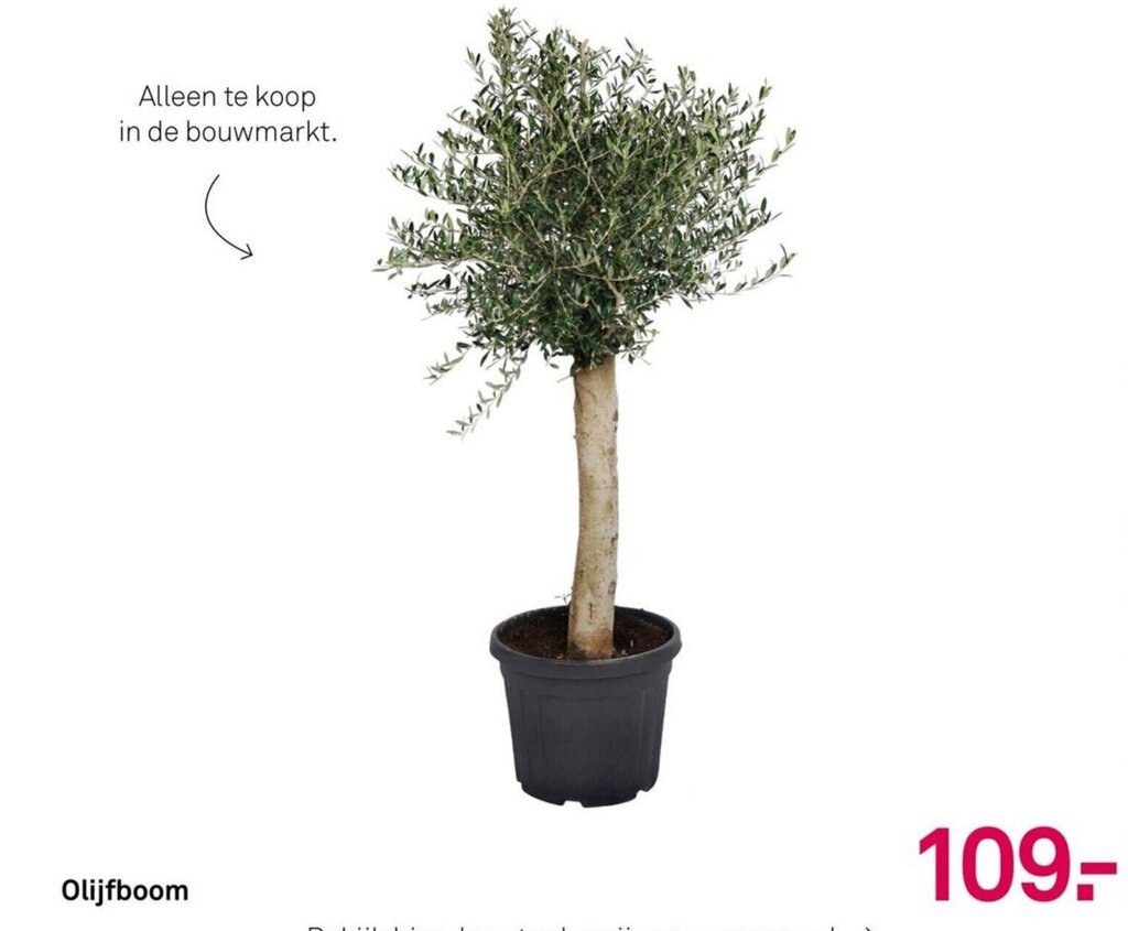 Olijfboom aanbieding bij Karwei