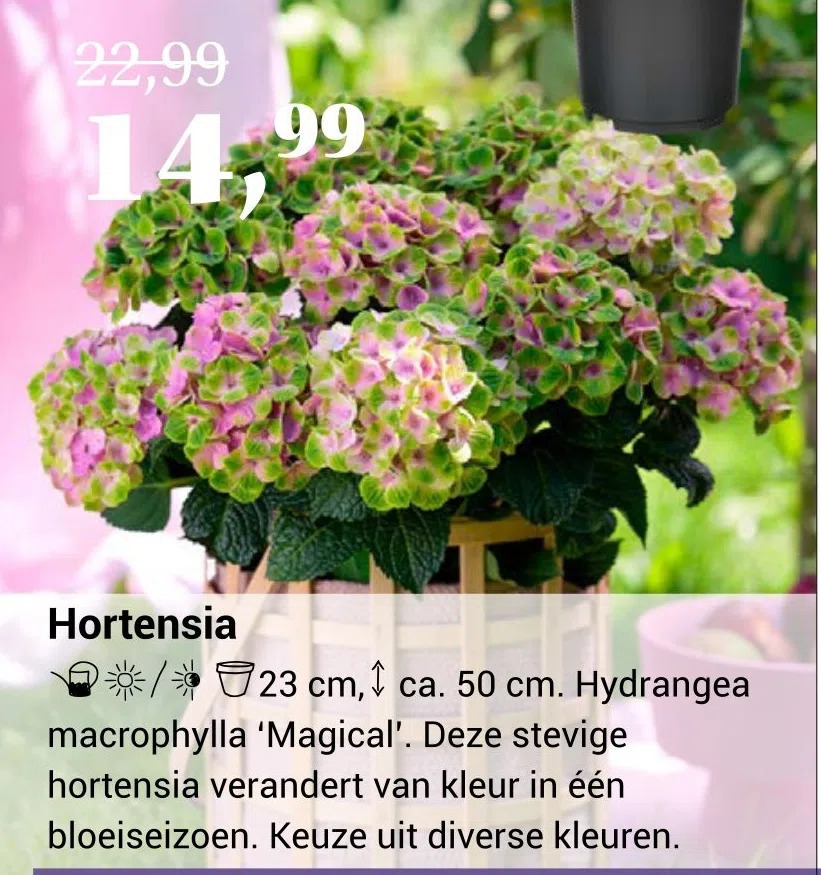 Hortensia aanbieding bij Tuincentrum Osdorp
