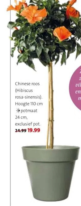 (hibiscus rosa-sinensis). hoogte 110 cm potmaat 24 cm, exclusief pot. aanbieding bij Intratuin