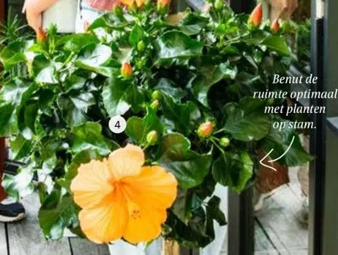 4. chinese roos (hibiscus rosa-sinensis). aanbieding bij Intratuin