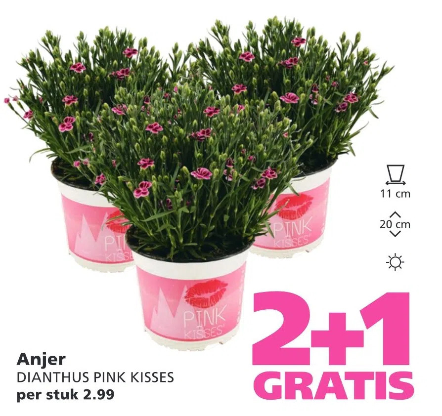 Anjer dianthus pink kisses 2+1 gratis, per stuk aanbieding bij Ranzijn