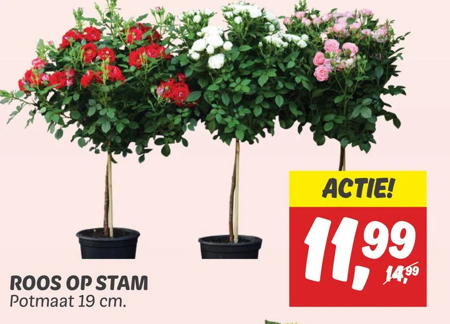 Roos op stam aanbieding bij Dekamarkt