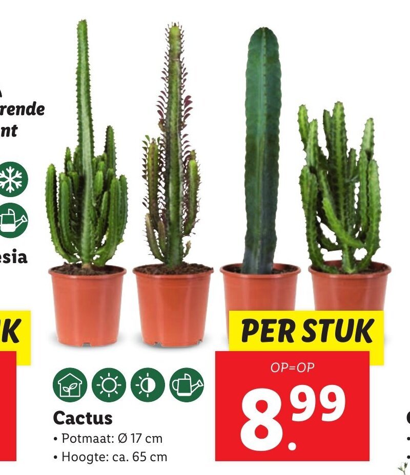 Cactus • Potmaat: Ø 17 cm Hoogte: ca. 65 cm aanbieding bij Lidl