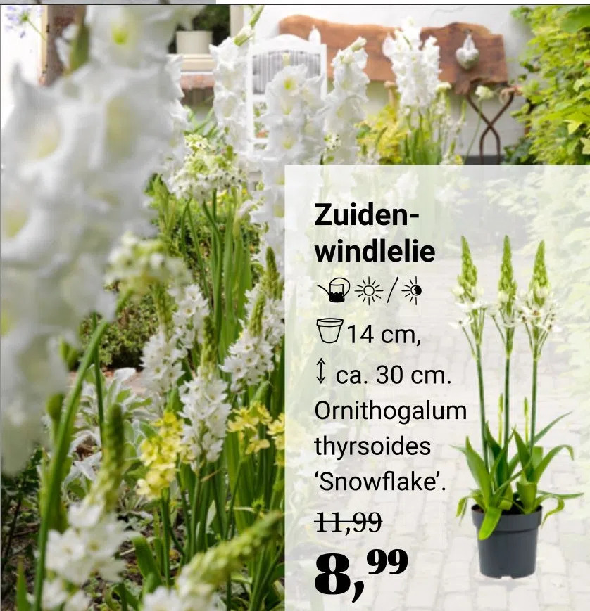 Zuidenwindlelie aanbieding bij Tuincentrum Osdorp