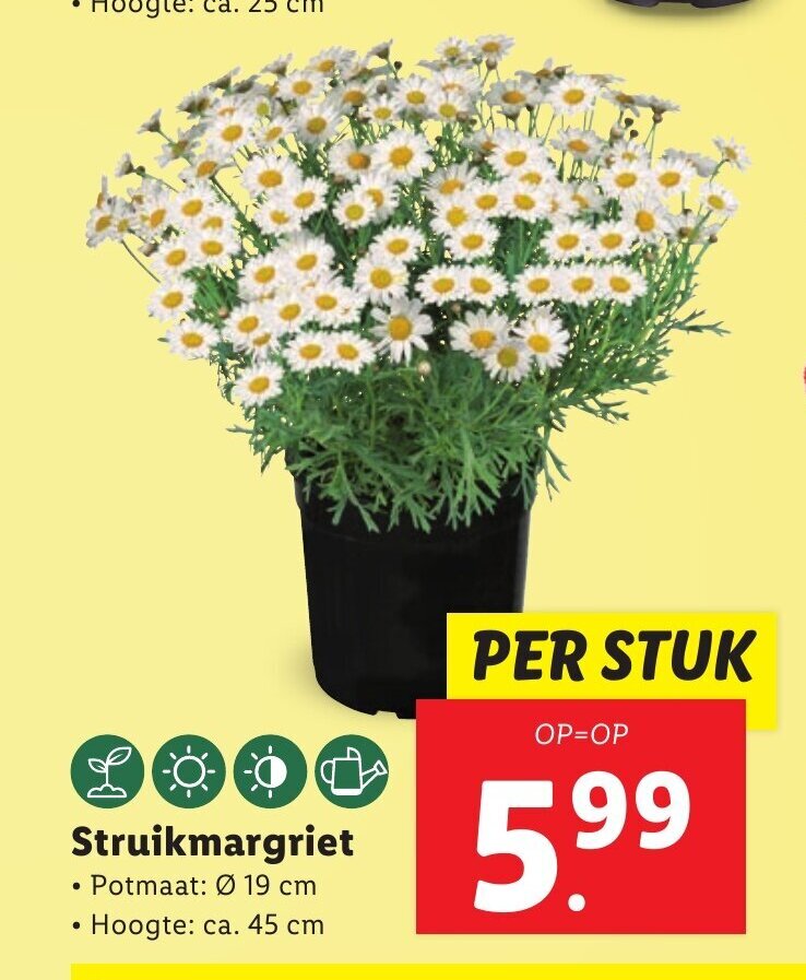 Struikmargriet • Potmaat: Ø 19 cm Hoogte: ca. 45 cm aanbieding bij Lidl