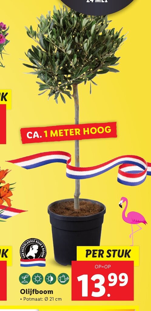 Olijfboom Potmaat: Ø 21 cm aanbieding bij Lidl