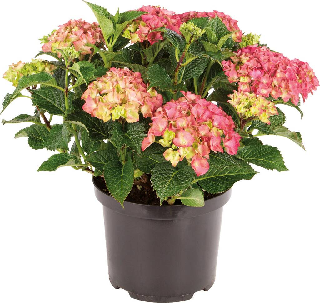 Hortensia (hydrangea macrophylla (rose)) d 17 cm aanbieding bij Intratuin