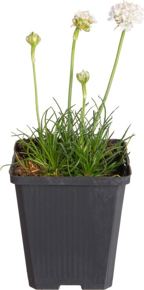 Engels gras (armeria maritima 'alba') d 9 h 5 cm aanbieding bij Intratuin