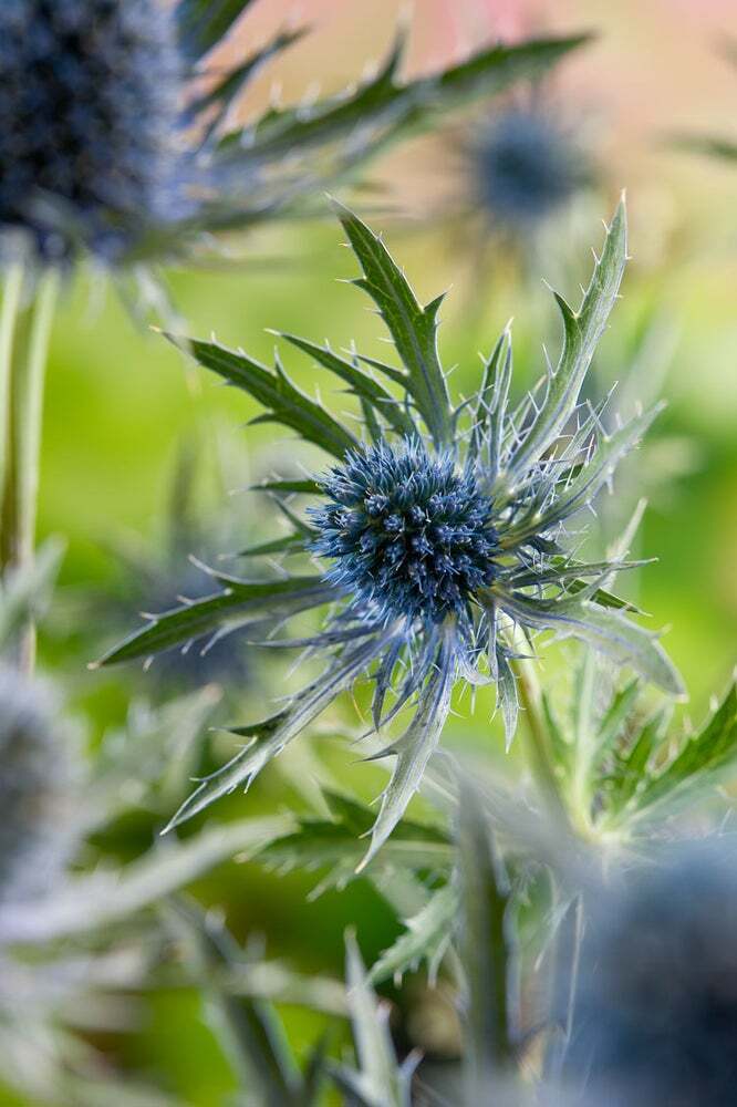 Blauwe distel (eryngium planum) d 9 h 5 cm aanbieding bij Intratuin