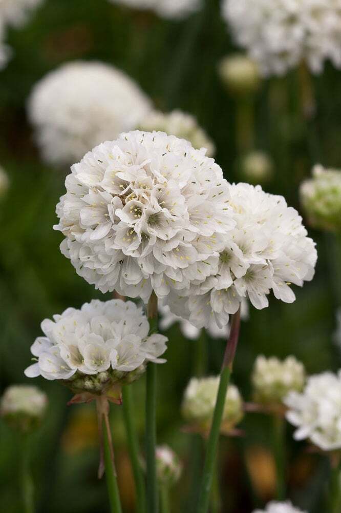 Engels gras (armeria pseudarmeria 'ballerina white') d 11 h 15 cm ...