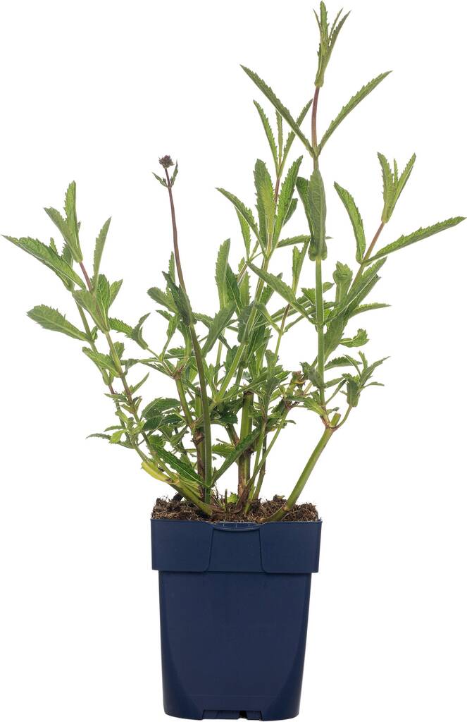 Ijzerhard (verbena bonariensis) aanbieding bij Intratuin