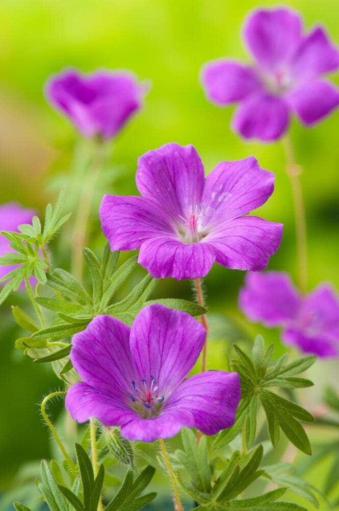 Geranium (geranium sanguineum) d 11 cm aanbieding bij Intratuin