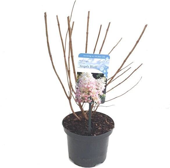 Pluimhortensia (hydrangea paniculata 'angels blush') d 17 h 30 cm ...