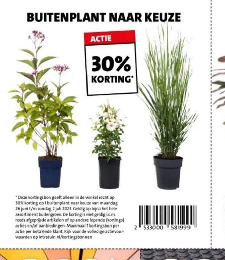 BUITENPLANT NAAR KEUZE aanbieding bij Intratuin