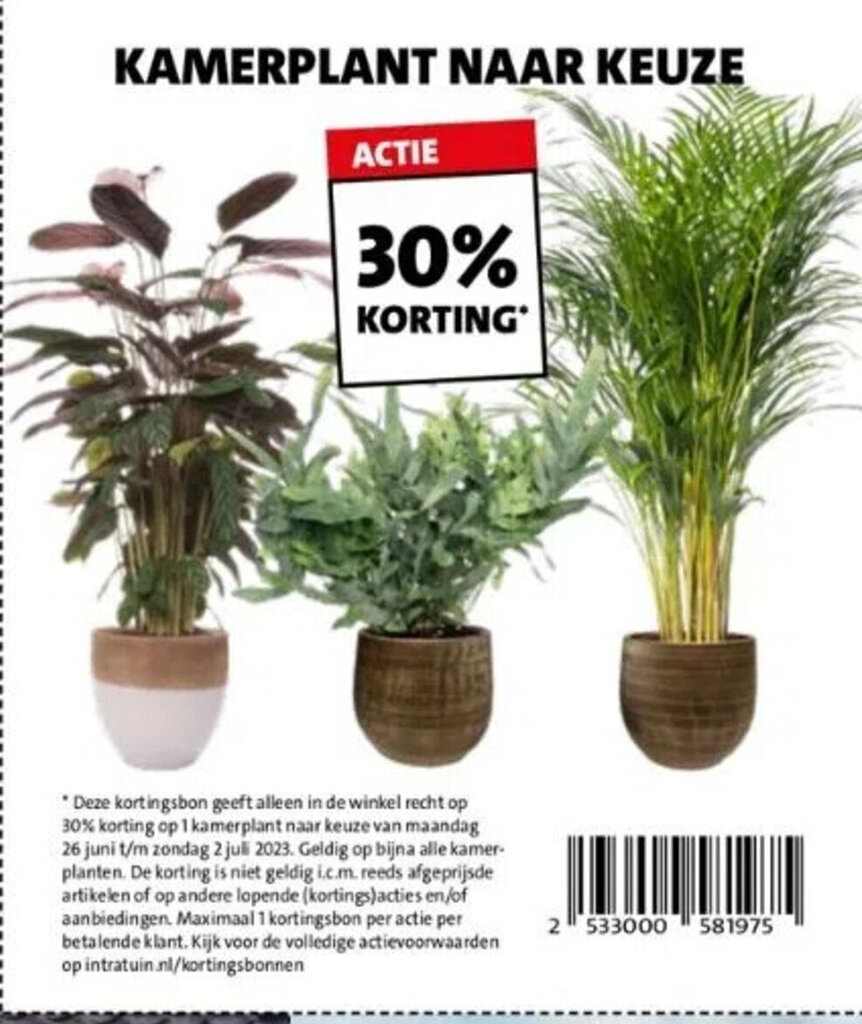 KAMERPLANT NAAR KEUZE aanbieding bij Intratuin
