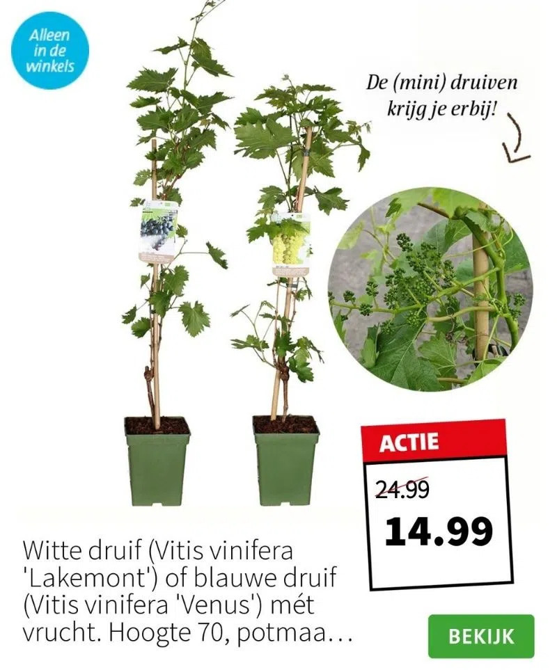 Witte druif (vitis vinifera 'lakemont') of blauwe druif (vitis vinifera ...