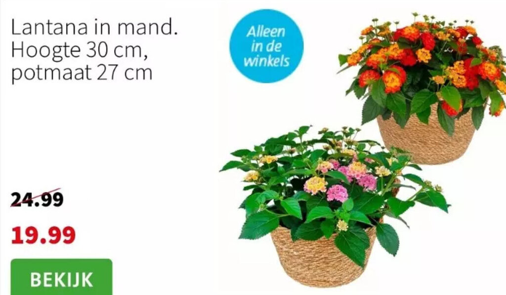 Lantana in mand. Hoogte 30 cm, potmaat 27 cm aanbieding bij Intratuin