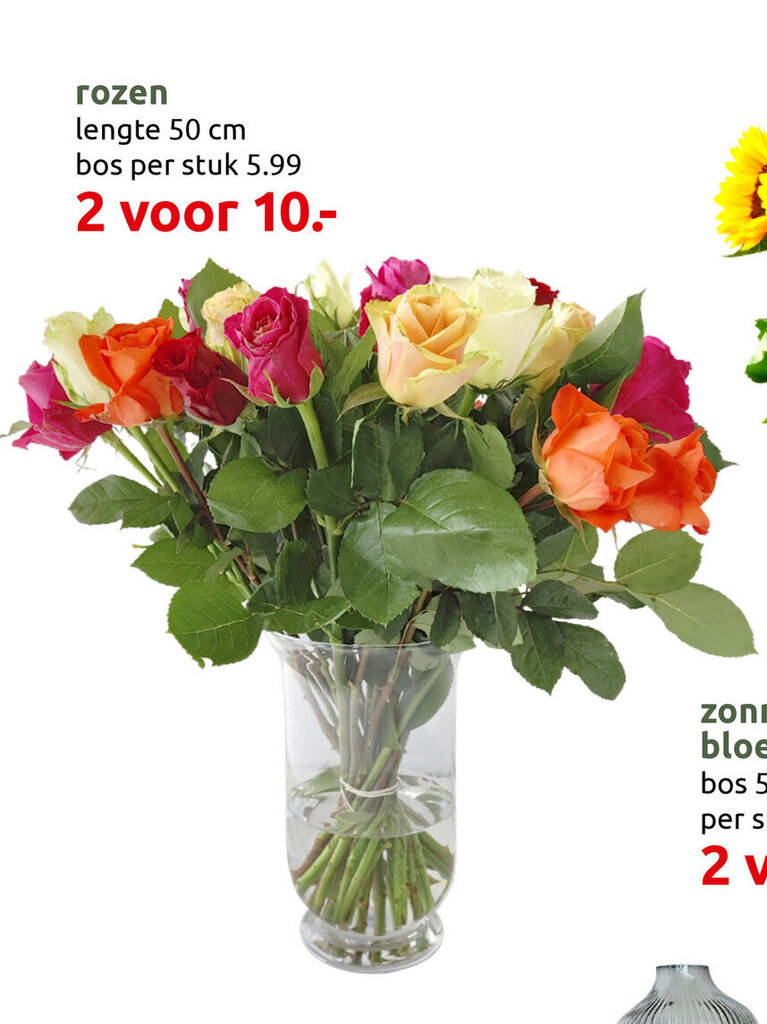 rozen lengte 50 cm bos aanbieding bij Deka Tuin