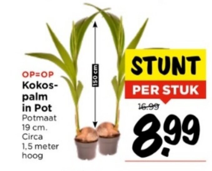 Kokos-palm in Pot aanbieding bij Vomar Voordeelmarkt