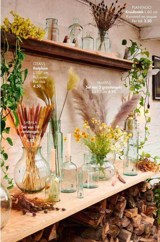 Plantago Kruidentak, Grass Rietpluim, Pampas Set Van 3 Grasstengels Of ...
