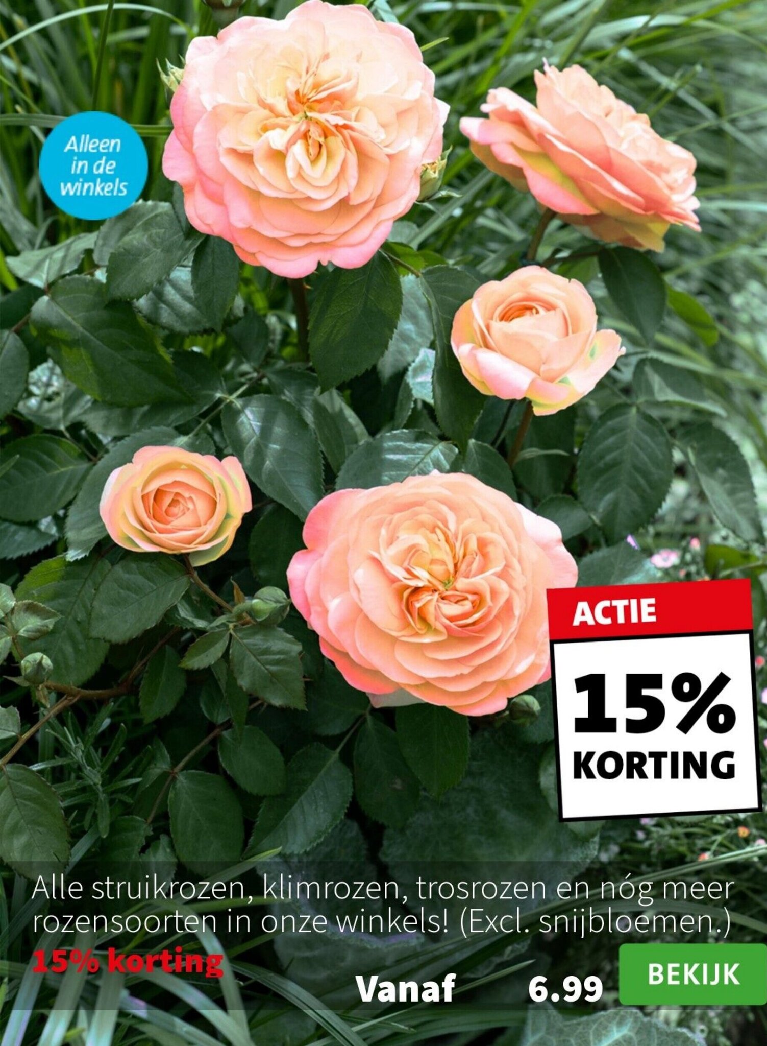 Alle struikrozen, klimrozen, trosrozen en nóg meer rozensoorten in onze ...