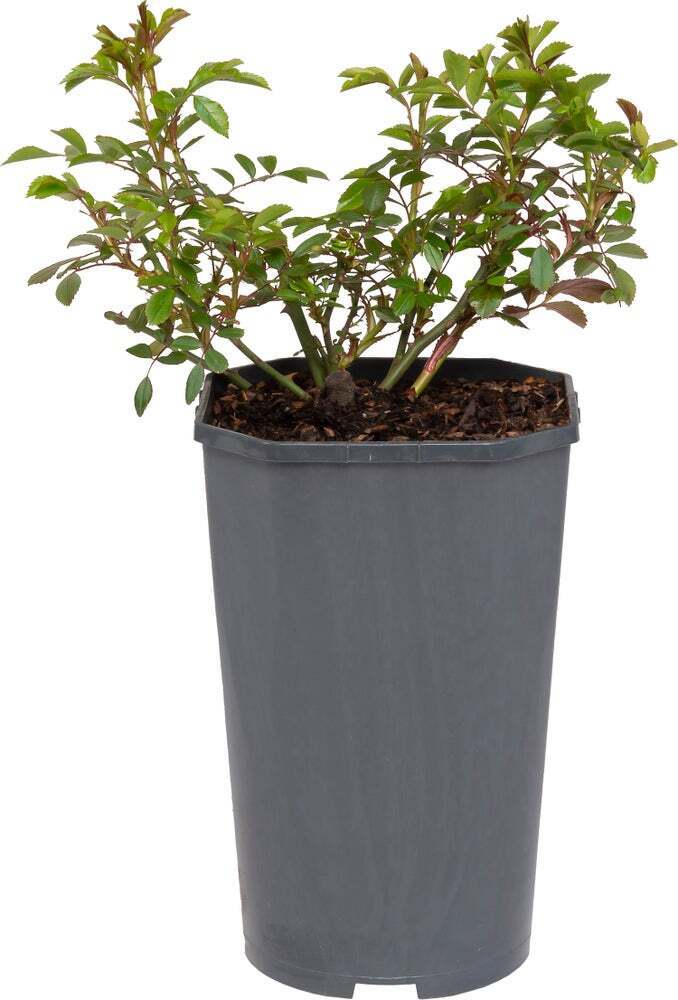 Miniatuur roos (rosa 'fairy queen') aanbieding bij Intratuin