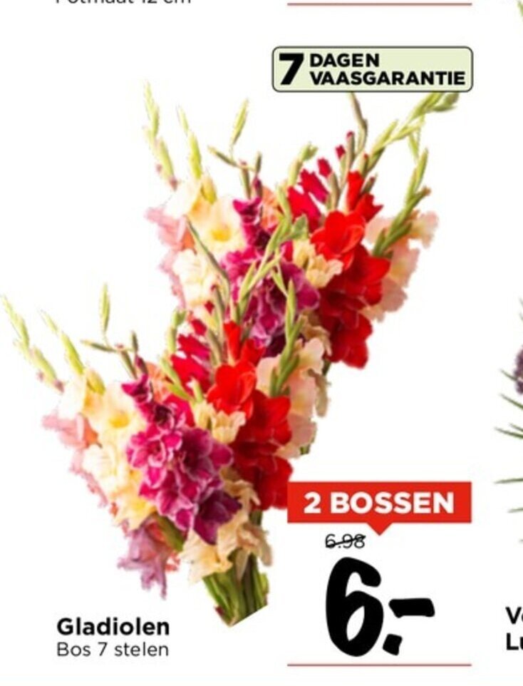 Gladiolen Bos 7 stelen aanbieding bij Vomar
