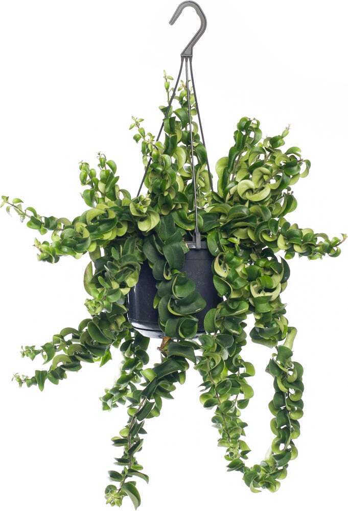 Lippenstiftplant (aeschynanthus 'twister xl') d 15 h 30 cm aanbieding ...
