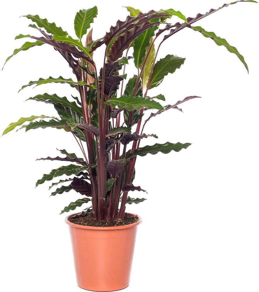 Calathea (calathea rufibarba 'wavestar') d 21 h 105 cm aanbieding bij ...