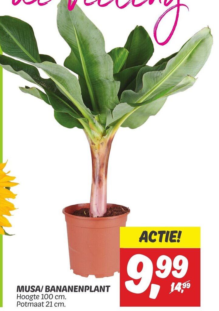 MUSA/ BANANENPLANT Hoogte 100 cm. Potmaat 21 cm. aanbieding bij Dekamarkt