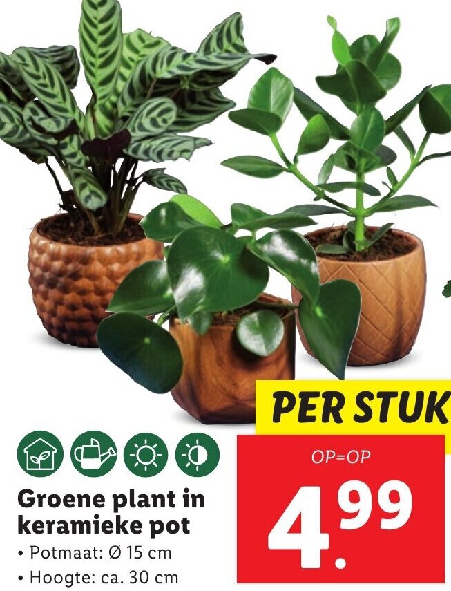 Groene plant in keramieke pot aanbieding bij Lidl